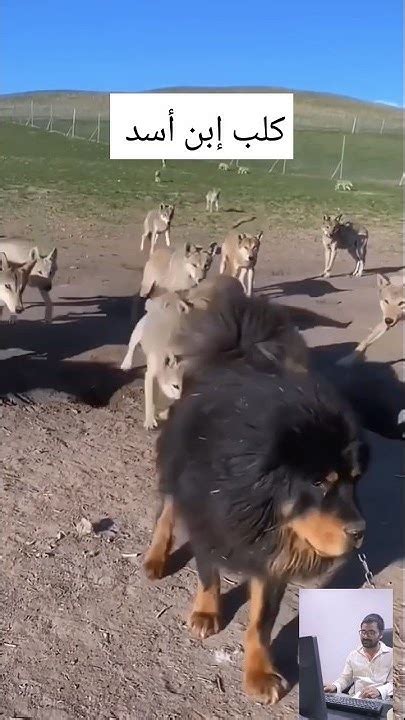 كلب مهجن من أسد 🐯shortvideo Shorts Youtube