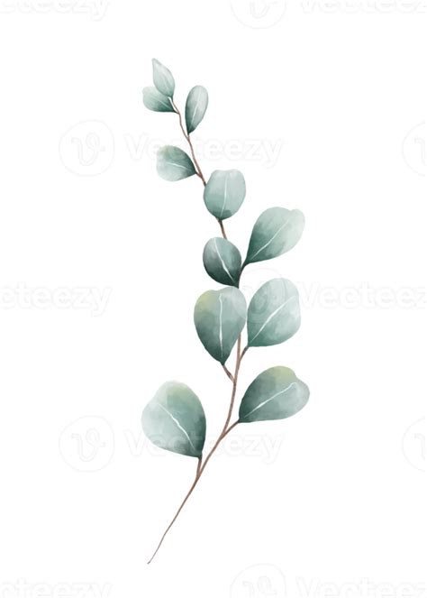 Eucalyptus Leaves Watercolor 16406927 Png