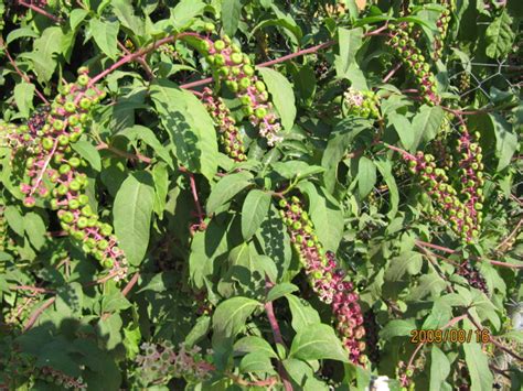 American Pokeweed Phytolacca Americana From Wikipedia … Flickr