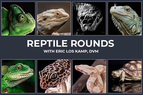 Tail Amputation Reptile Rounds Article Eric Los Kamp Dvm