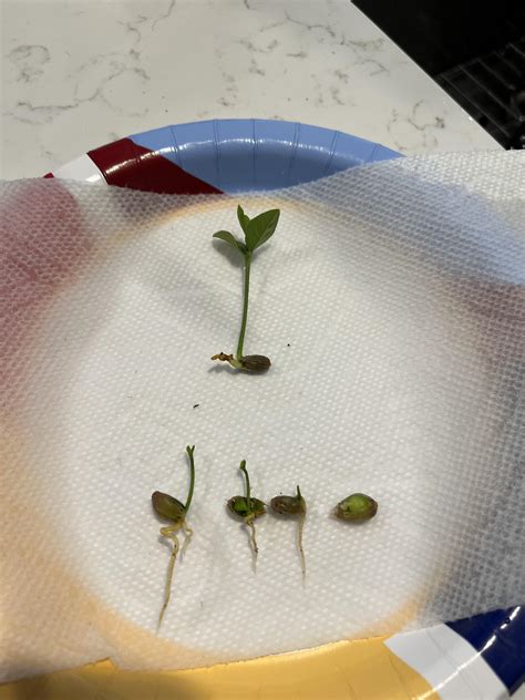 Seed Development Rcitrus
