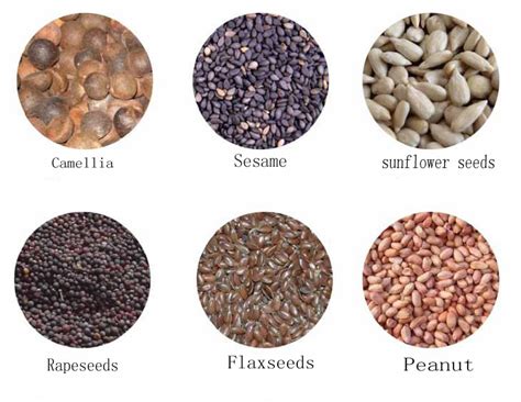 What Is The Processing Of Cooking Vegetable Seeds Oil Extraction Plant