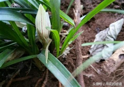 爺爺上山挖的野蘭，用這方法長出7個花苞，學會不怕蘭花養不活 每日頭條