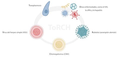Torches Viruses At Paul Manzano Blog