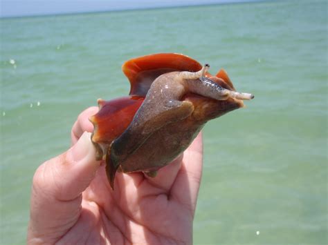 The Flying Mullet Upclose With A Florida Fighting Conch