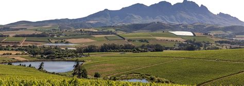 Simonsig — Wine In The Warehouse