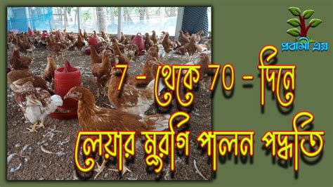 7 থেকে 70 দিনে লেয়ার মুরগি পালন পদ্ধতি লেয়ার ফার্ম লেয়ার মুরগি পালন মুরগি পালন বয়লার মুরগি
