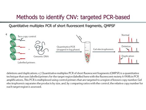 Ppt Gene Variations Single Nucleotides Polymorphism And Copy Number Variation Powerpoint