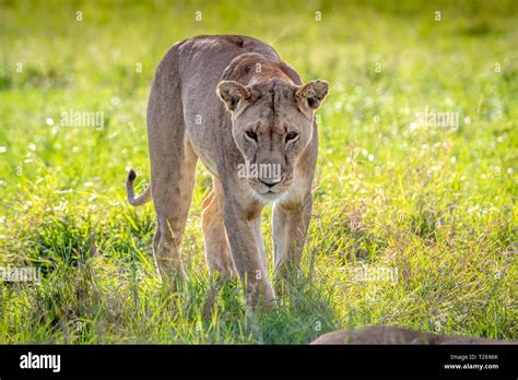 A Female Lion Panthera Leo In Maasai Mara National Park Kenya Africa Male Is Named Chongo