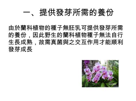 蘭花根菌真菌的應用與發展 報告者：楊國芳 指導老師：蔣志豪 博士 2015821 几乎所有高等植物都和真菌發生聯系。 然根被真菌感染