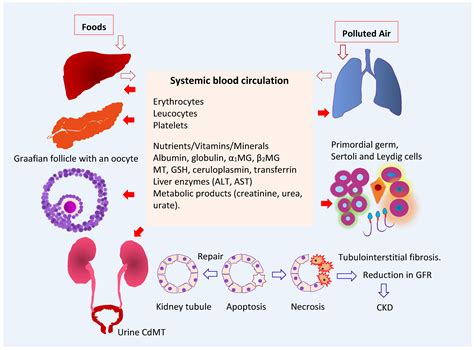 Targets Of Toxicity In Environmental Exposure To Cadmium Encyclopedia
