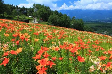 長野 諏訪郡富士見高原リゾート花の里で花々に囲まれ大自然を満喫 skyticket 観光ガイド