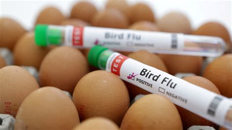 Cdc Bird Flu Dashboard Tracks Virus Spread What Else The Data Shows