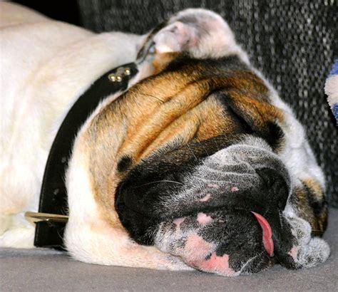 Prevenire l obesità nel cane cosa fare e quale dieta seguire Dog it