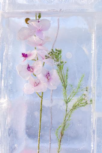 얼음 조각에 얼린 신선한 아름 다운 꽃입니다 해동 꽃 냉동 식물 차가운 물의 질감 개념에 대한 스톡 사진 및 기타 이미지