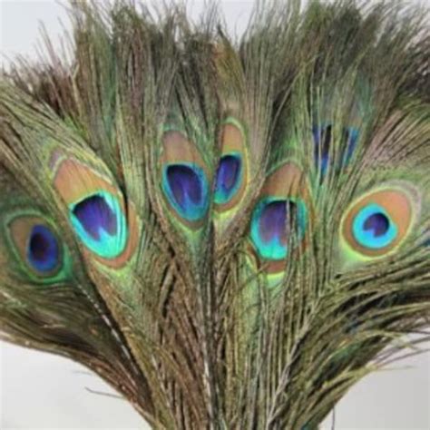 Peacock Theme Etsy