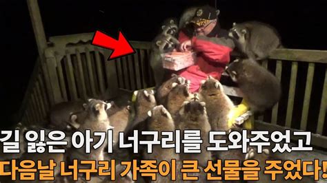 남자는 길 잃은 아기 너구리를 도와주었고 다음날 너구리 가족이 그에게 큰 선물을 주었습니다 Youtube