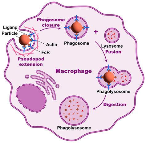 Phagocytosis The Immune Systems First Line Of Defense Explained