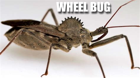Wheel Bug Insects
