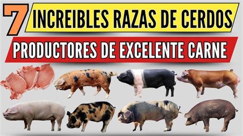 Cerdos En Orden General