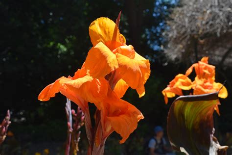 National Garden Of Athens By The Athenian Girl