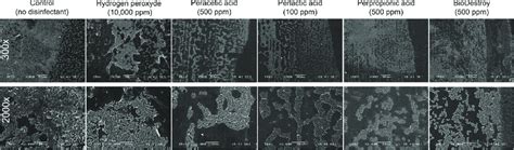 Scanning electron micrographs 300Â and 2 000Â of Pseudomonas
