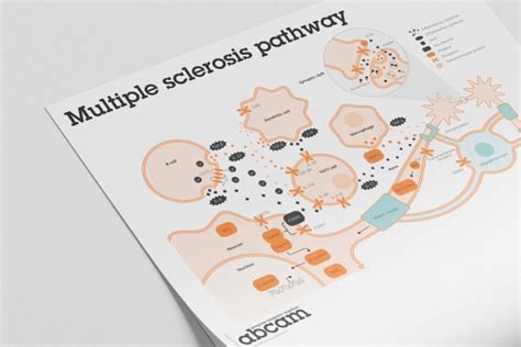Remyelination In Multiple Sclerosis Abcam
