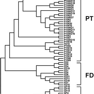UPGMA Dendrogram Of 80 P Haitanensis Samples Based On Nei S 1978