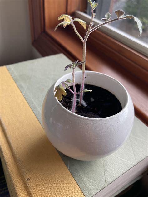 Why Is My Tomato Plant Wilting Rgardening
