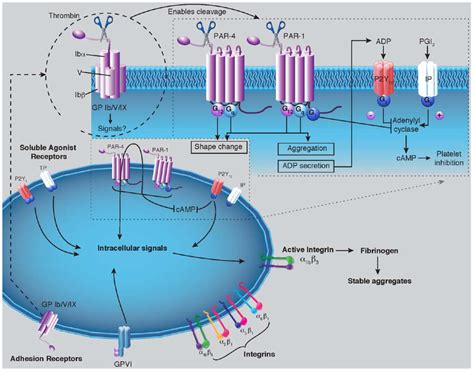 Targeting Platelet Thrombin Receptor Signaling To Prevent Thrombosis