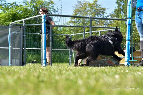 Dsc Tessa Biesbrouck Flickr