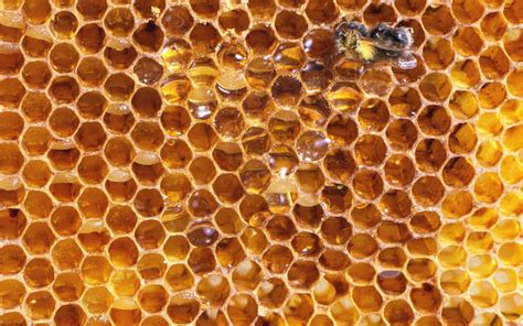 Beekeeping 101 Everything You Need To Know About Keeping Bees At Home