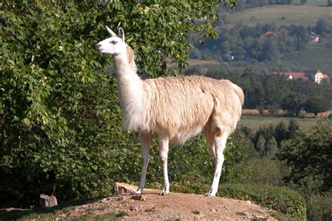 Tierwelt Herberstein Lama Im Tierpark In Der Steiermark