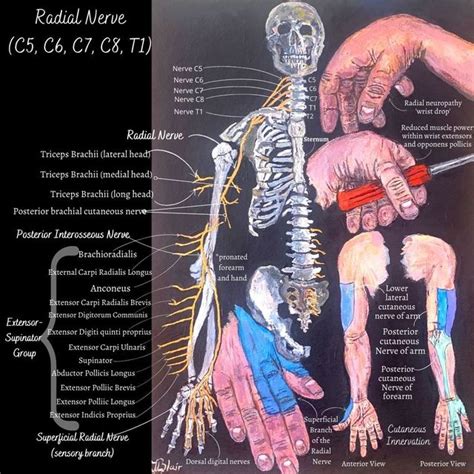 Radial Groove Radial Nerve