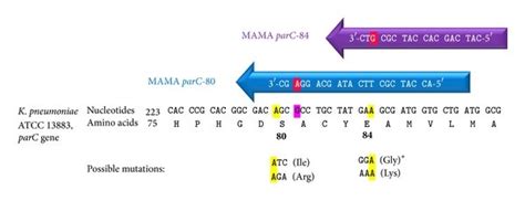 Mama Pcr Primers For Gyra A And Parc B Mutation Detection Red Download Scientific Diagram