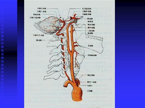 脑血管解剖图word文档在线阅读与下载免费文档