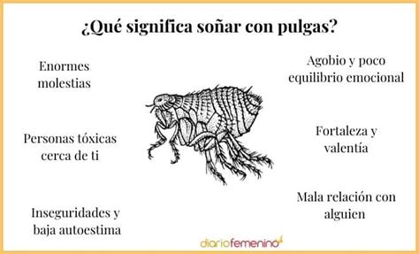 Qué Revela El Significado De Soñar Con Popo O Caca