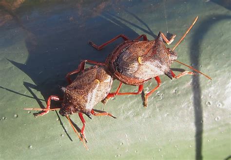 Spiked Shieldbug Gedling Conservation Trust Nottingham