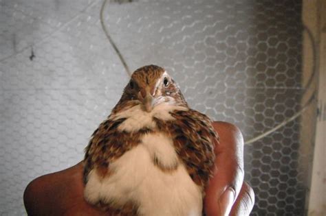 Sexing Coturnixplease Help Backyard Chickens Learn How To Raise