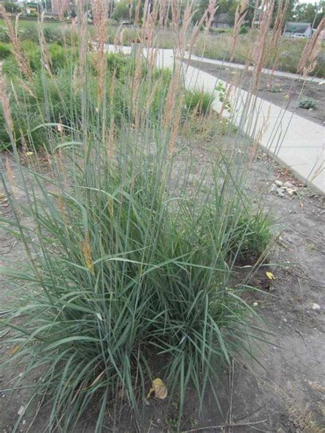 Indian Grass Msd