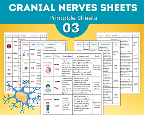 Cranial Nerves Study Guide 3 Pages Digital Download Nursing Babe Medication Guide Etsy