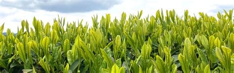 有機jas認証検査 ブログ オーガニックのお茶なら垣伊