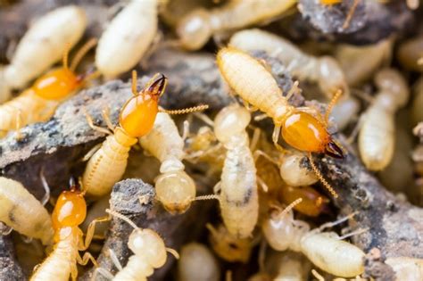 Who Pays For Termite Inspection Buyer Or Seller Explained