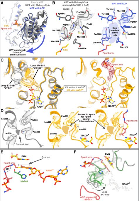 Cofactors Required For Fatty Acid Synthesis At Belinda Flowers Blog