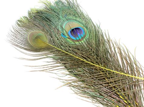 Yellow Peacock Feathers