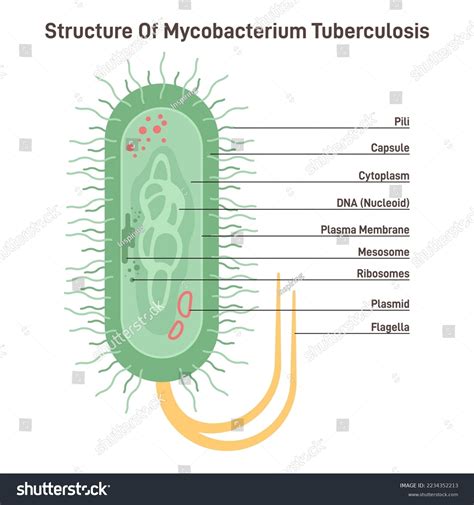 Mycobacterium Tuberculosis