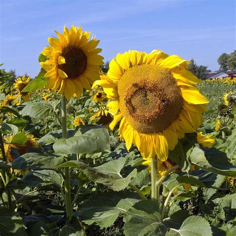 Girasol Helianthus Annuus