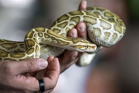 Burmese Python Lifespan How Long Do They Live