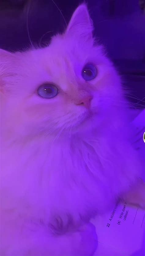 Pin De MrMr Mariam Em Backgrounds Em 2022 Fotos De Animais