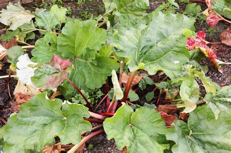 Rheum Rhabarbarum Stockbridge Arrow 2026 Lincspplants
